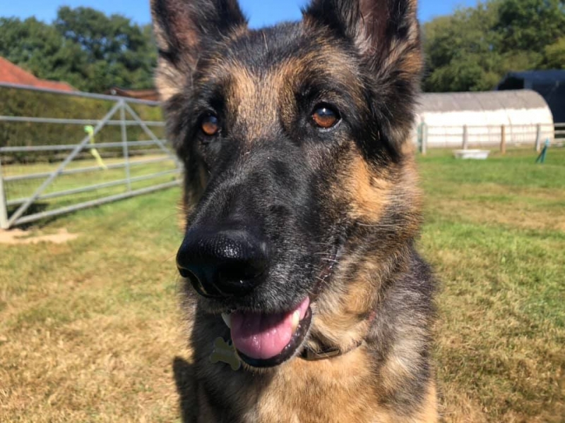 Prices - Greendale Farm Kennels, Cattery and Hydrotherapy Pool
