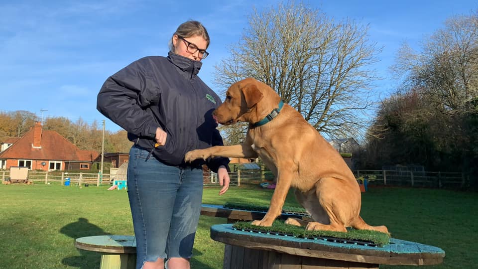 Services - Greendale Farm Kennels, Cattery and Hydrotherapy Pool