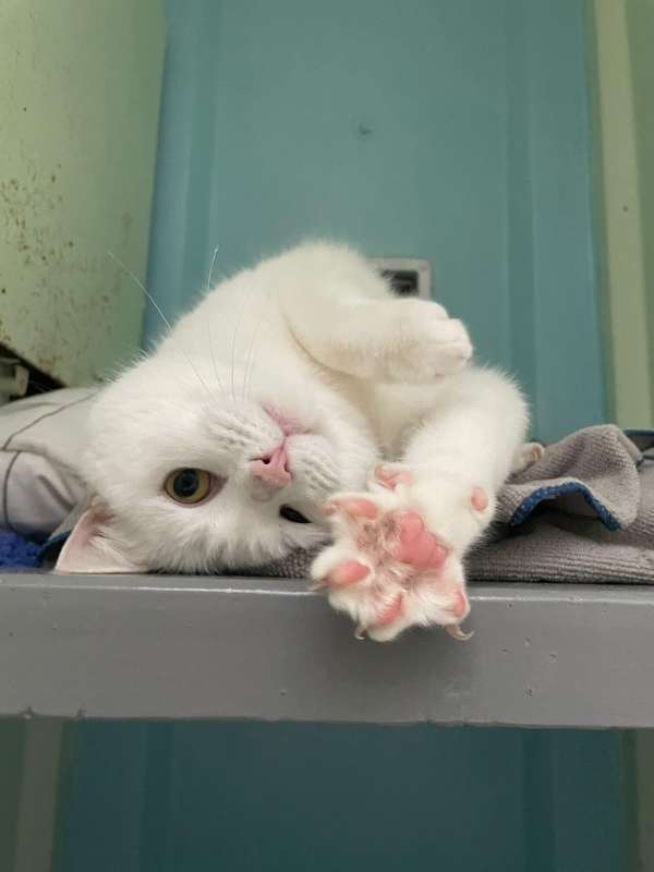 Greendale Farm Kennels, Cattery and Hydrotherapy Pool - High Wycombe