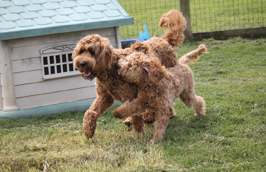 Online Booking - Greendale Farm Kennels, Cattery and Hydrotherapy Pool