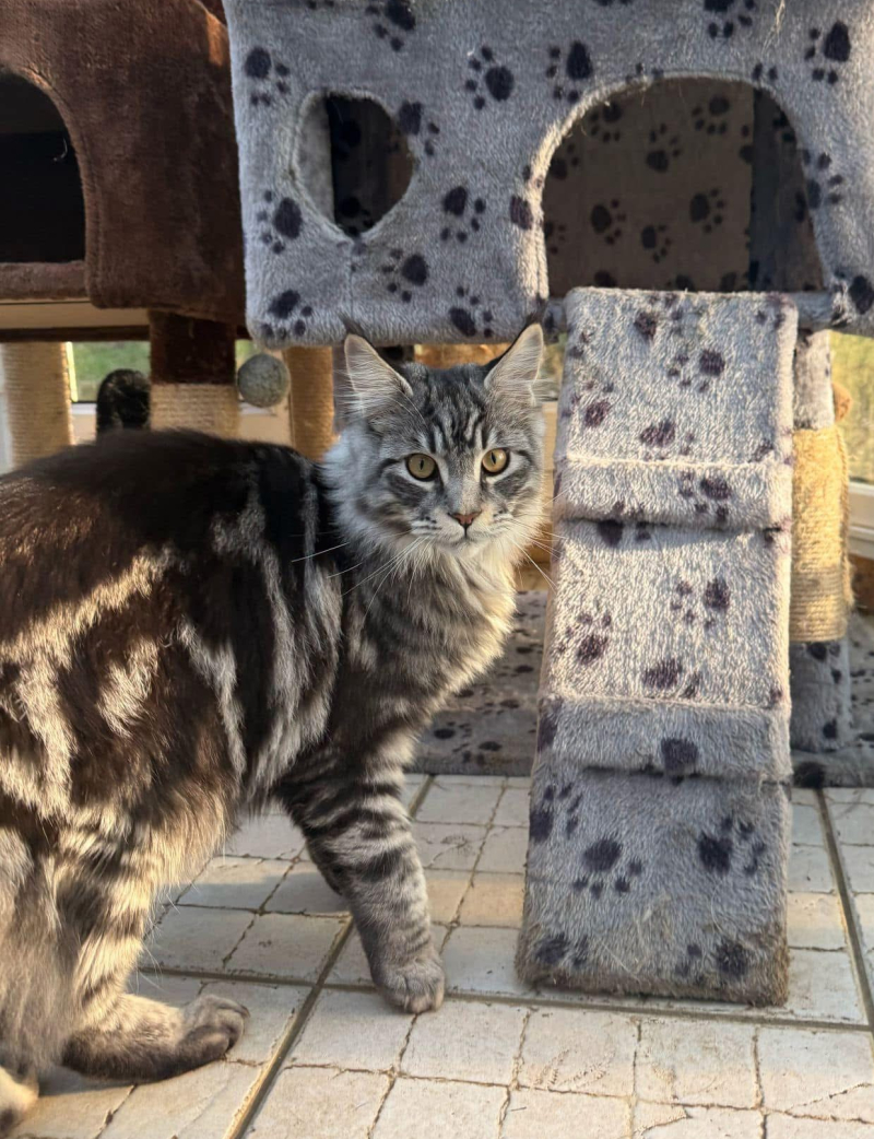 Greendale Farm Kennels, Cattery and Hydrotherapy Pool - High Wycombe
